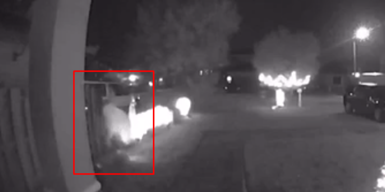 The real Grinch! Security cameras captured the moment in which an ...