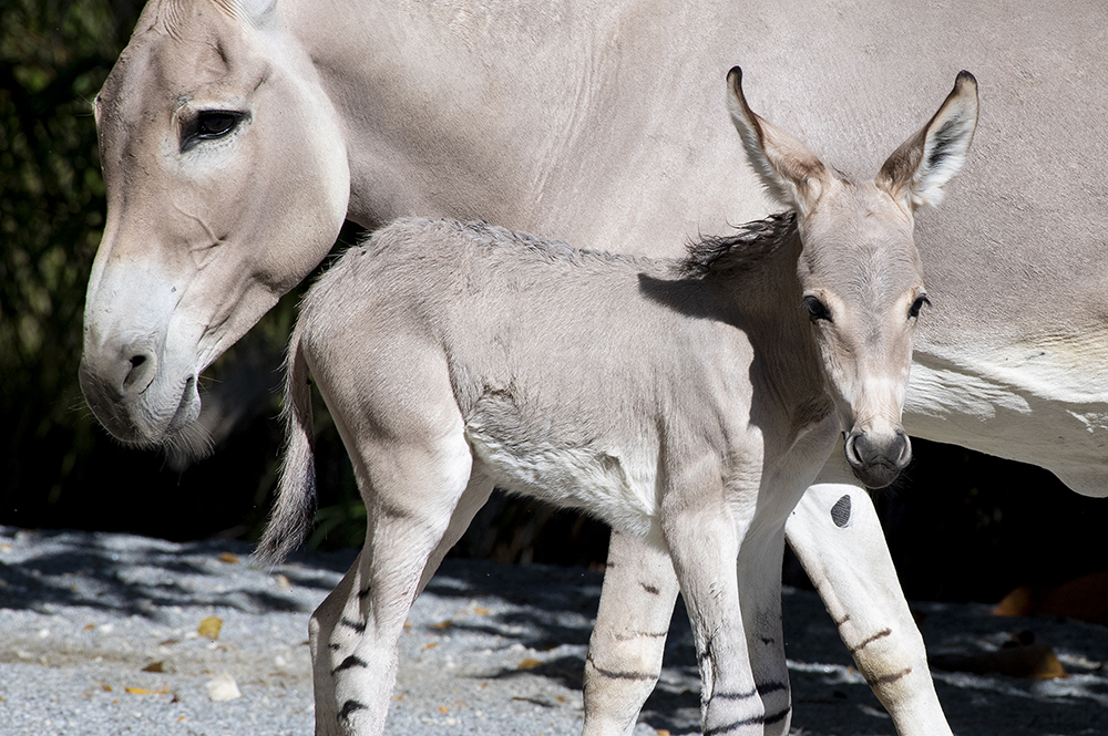 Zoo Miami celebra el nacimiento de un asno somalí - Miami Diario