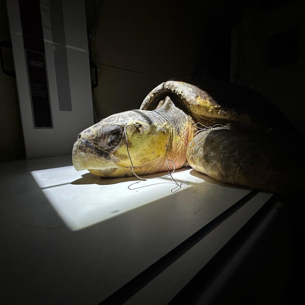 Imponente tortuga marina murió tras recibir un disparo de lanza en la ...