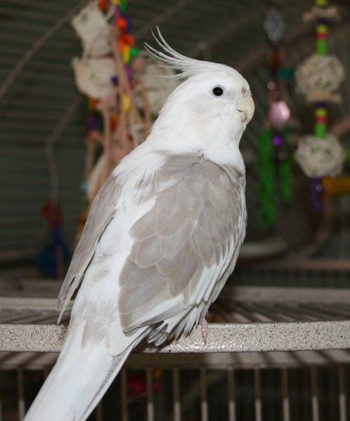 Aves exóticas fueron robadas de una tienda en Miami-Dade - Miami Diario