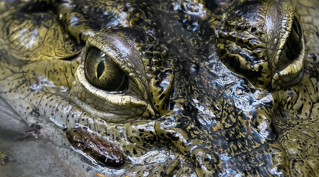 Una tirolesa, caimanes y tú: La aventura extrema que ofrece Gatorland ...