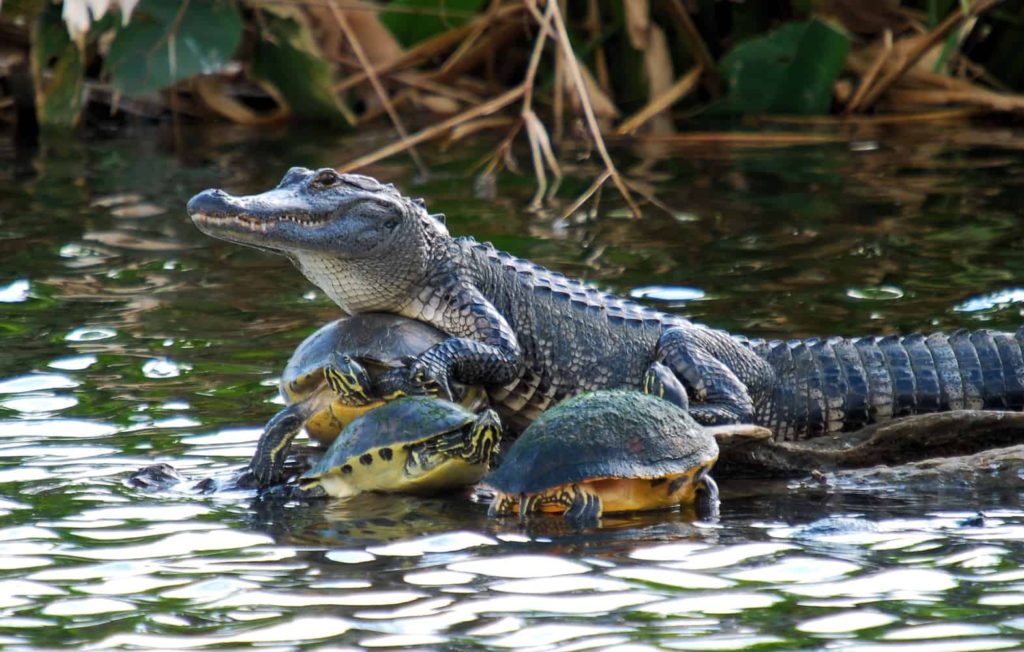 Miami, el pulmón natural de EE.UU por su diversidad