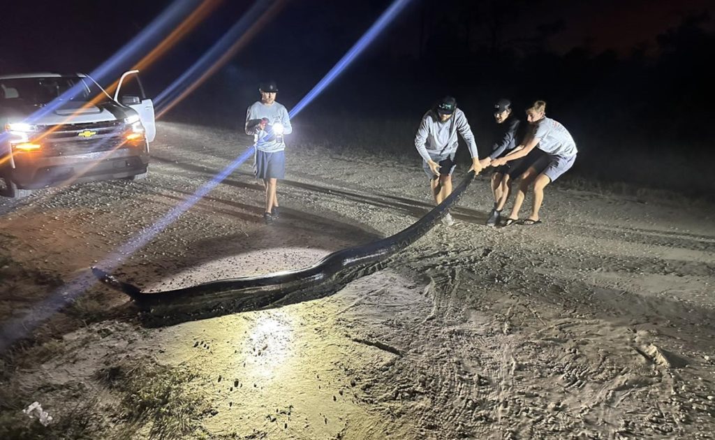 Capturan en Florida a gigantesca pitón de 200 libras