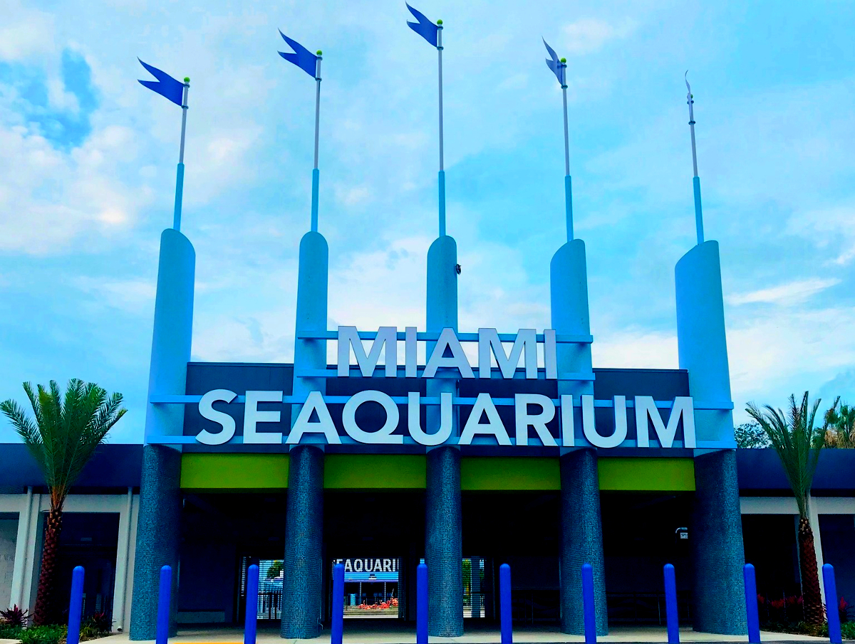 Luto en Miami Seaquarium tras muerte de delfín por enfermedad crónica ...