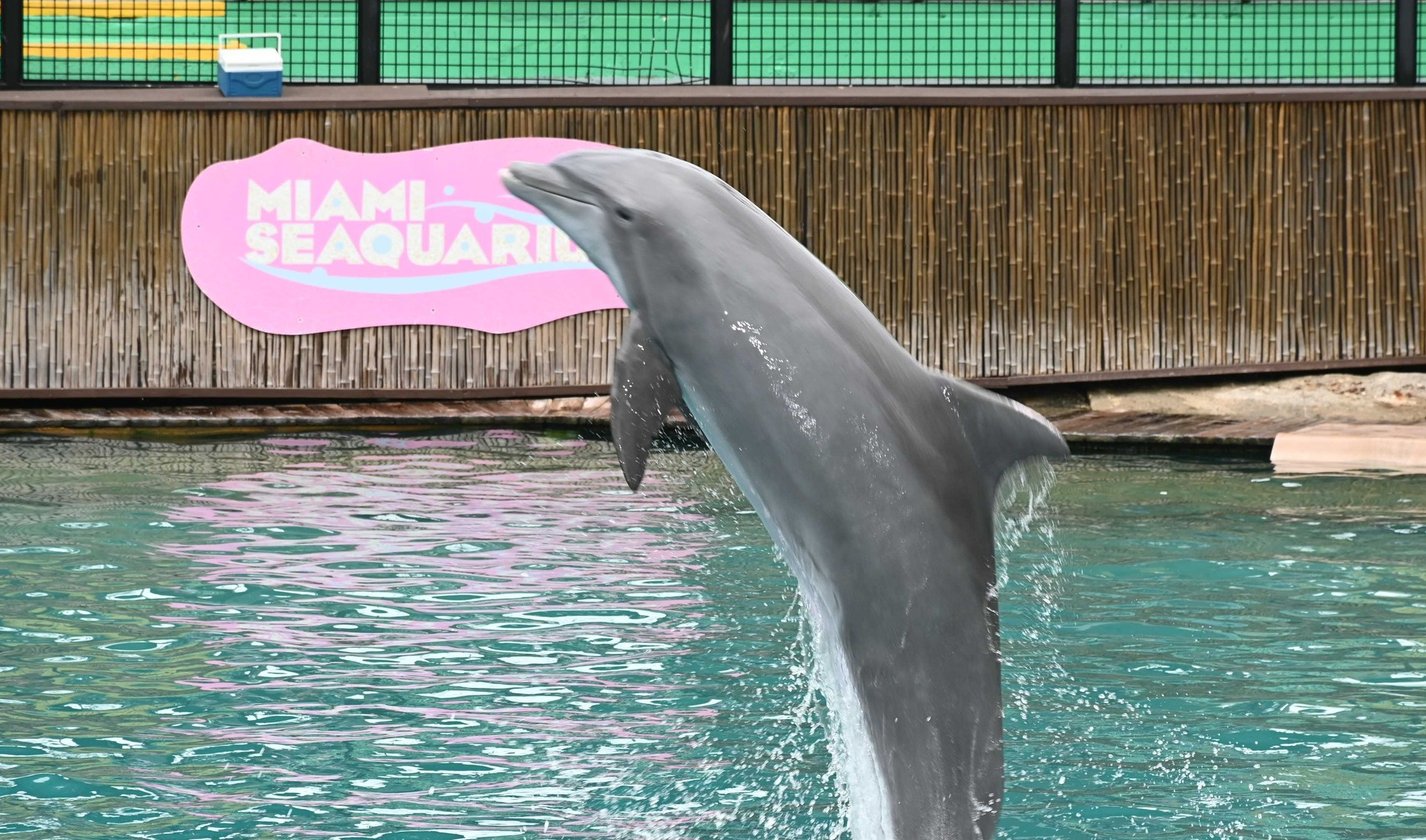 Luto en Miami Seaquarium tras muerte de delfín por enfermedad crónica ...