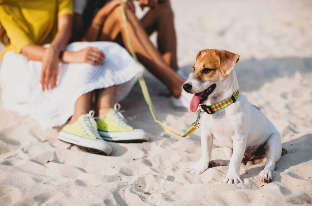 Miami Beach se vuelve más 'pet-friendly' con nuevas playas para perros ...