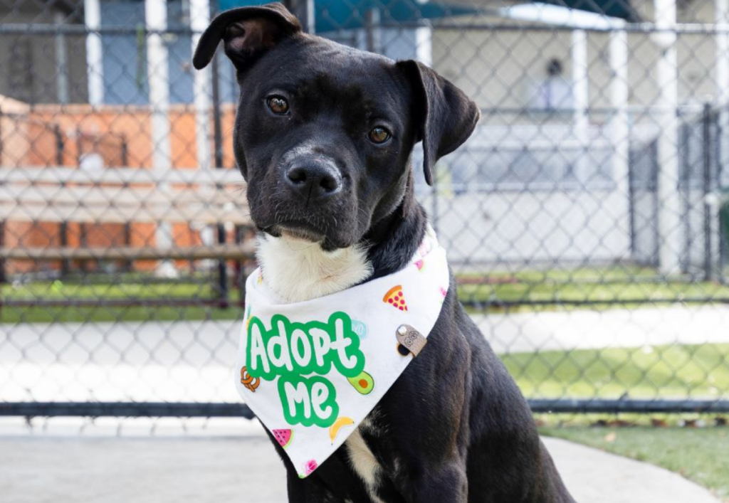 Refugio de animales de Miami pide apoyo temporal para sus perros ...