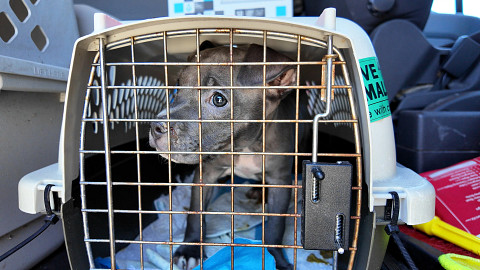 Grupos de rescate animal unieron fuerzas para salvar a más de 100 ...