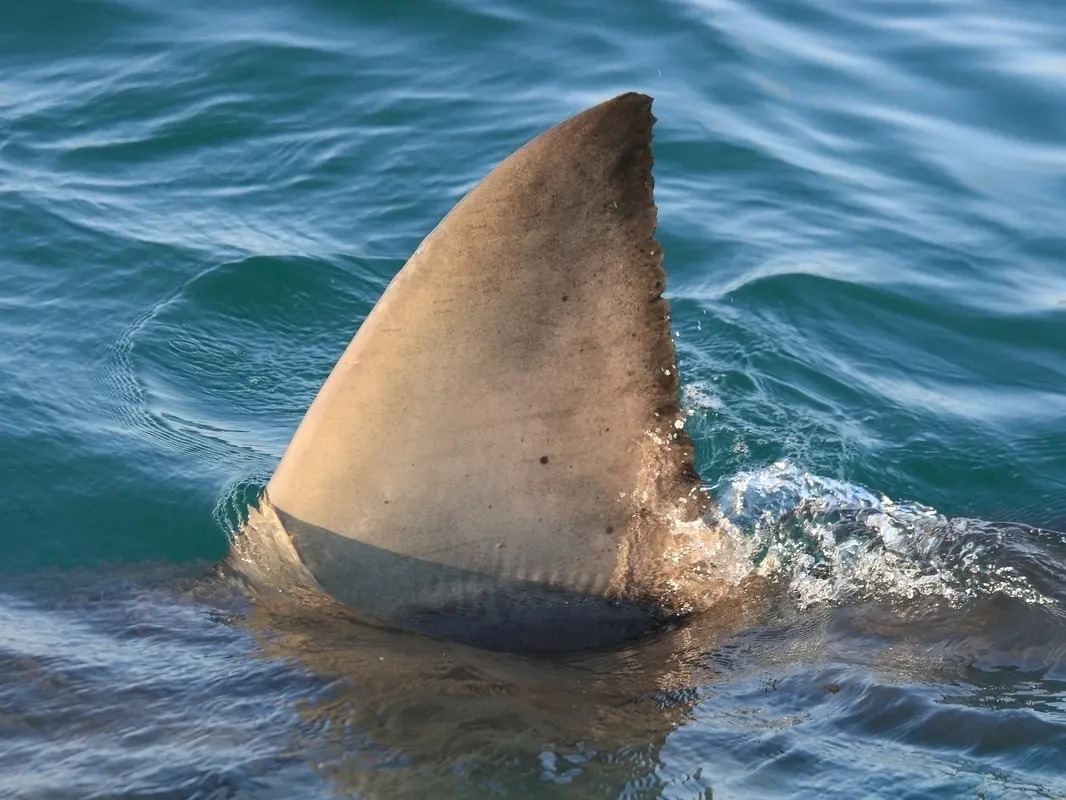 Nuevo ataque de tiburón en Key West: pescador fue mordido en el pecho ...