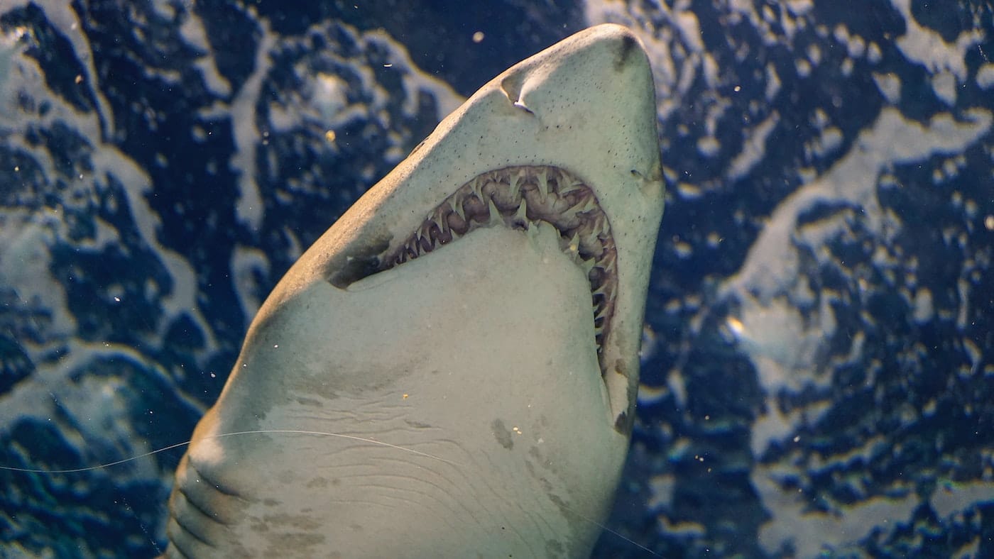 Florida lidera la cifra de más ataques de tiburón en el mundo