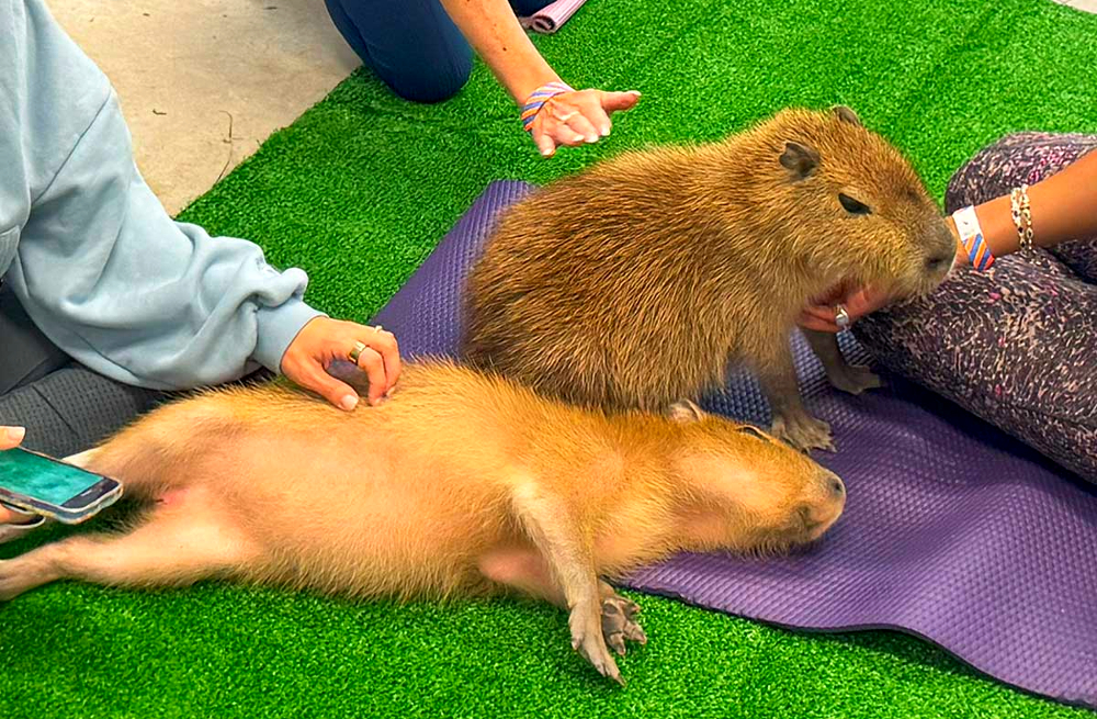 Con capibaras bebés: La forma más adorable de practicar yoga en Miami ...