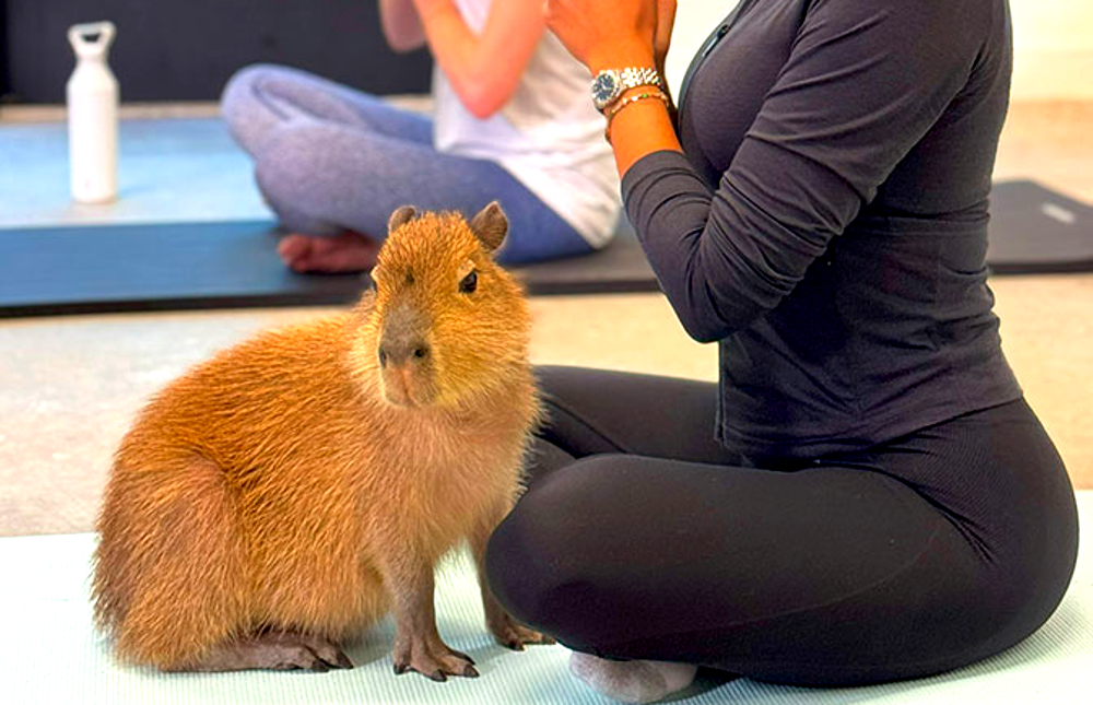 Con capibaras bebés: La forma más adorable de practicar yoga en Miami ...