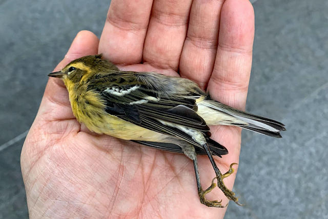 Esto es lo que puedes hacer para salvar la vida de las aves de Florida ...