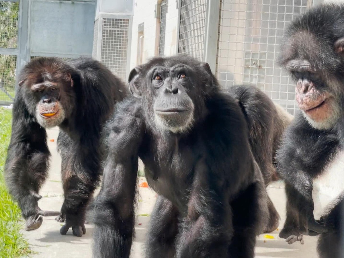 Chimpancé rescatado por santuario en Florida se emociona al ver el ...