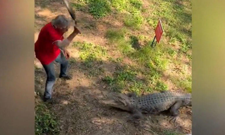 Video viral: Se enfrenta a un cocodrilo con una sartén - Miami Diario