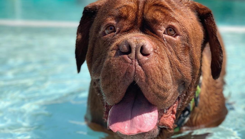 ¿Qué pasó con Hulk, el perro de Messi?