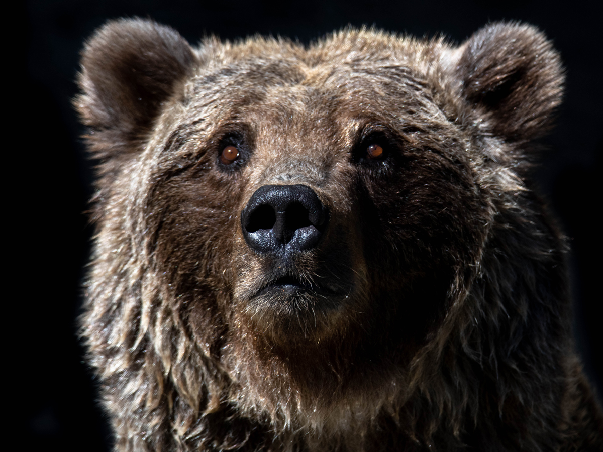 Acalorado oso se zambulle en el jacuzzi de una casa en California ...
