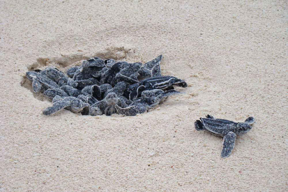 Registran récord de nidos de tortugas marinas en Florida